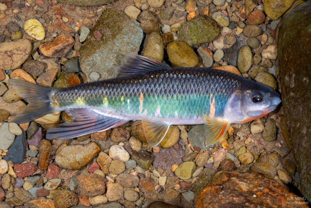 Zacco acanthogenys from 中国浙江省杭州市淳安县 on June 15, 2024 at 04:59 PM by 决明 ...