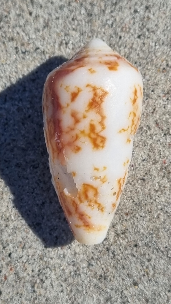 Queen Victoria Cone from Eighty Mile Beach WA 6725, Australia on June ...