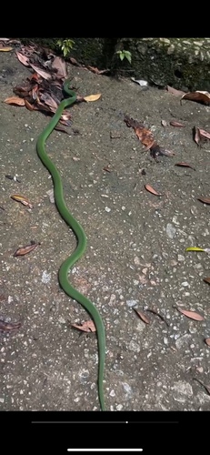 nicholaschoi's Identifications · iNaturalist