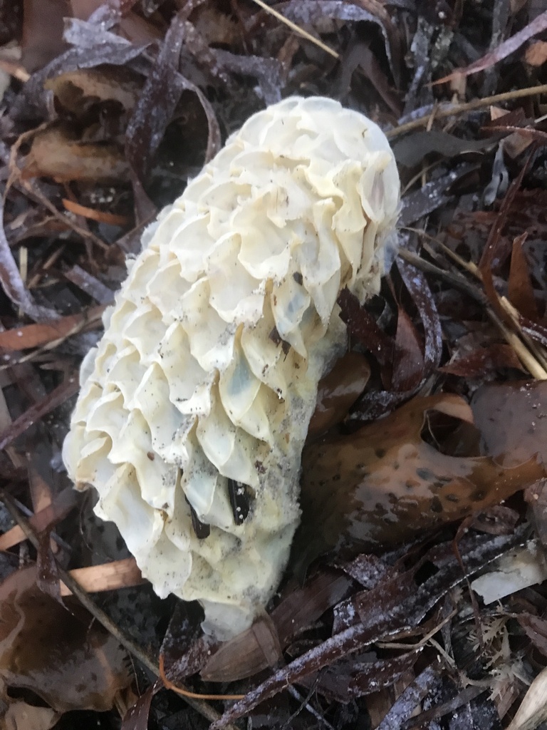 Australian Trumpet from Penguin Rd, Safety Bay, WA, AU on June 27, 2024 ...