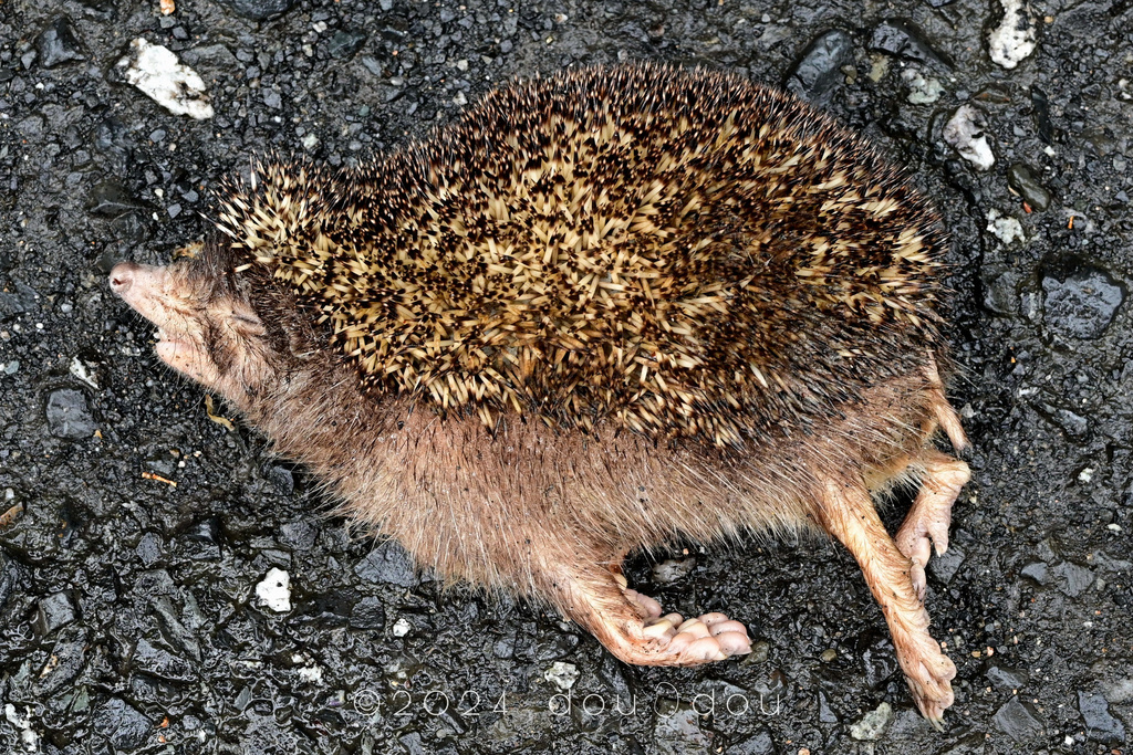 Eastern Forest Hedgehog from 中国浙江省杭州市临安区清凉峰 on June 10, 2024 at 01:09 ...