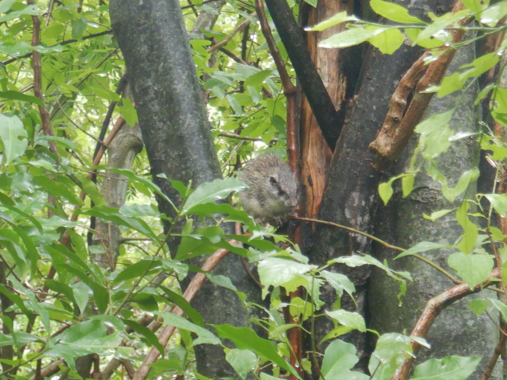 Rodents from San Juan del Cesar, La Guajira, Colombia on June 10, 2024 ...