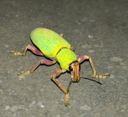 Lepropus chrysochlorus · iNaturalist