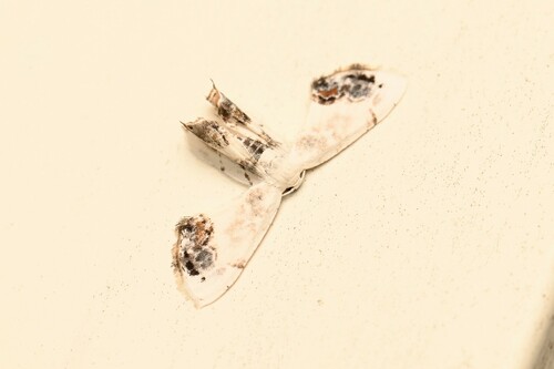 Epiplema nubifasciaria · iNaturalist