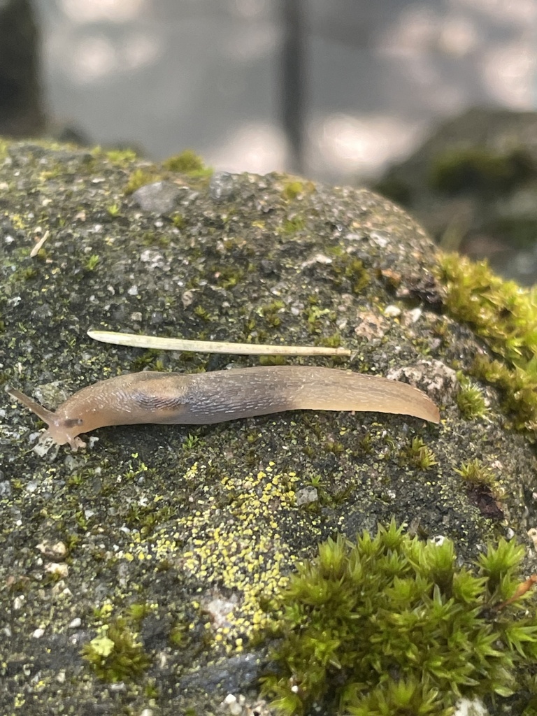 Striped Greenhouse Slug from Stone Zoo, Medford, MA, US on June 27 ...