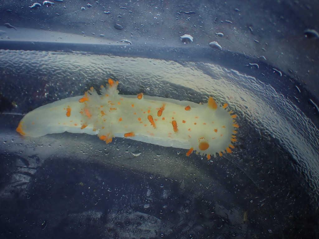 Modest Clown Dorid from Humboldt County, CA, USA on June 23, 2024 at 06 ...