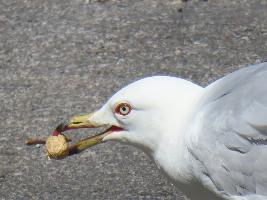 Ring-billed Gull from Port Elgin, ON N0H 2C4, Canada on June 27, 2024 ...