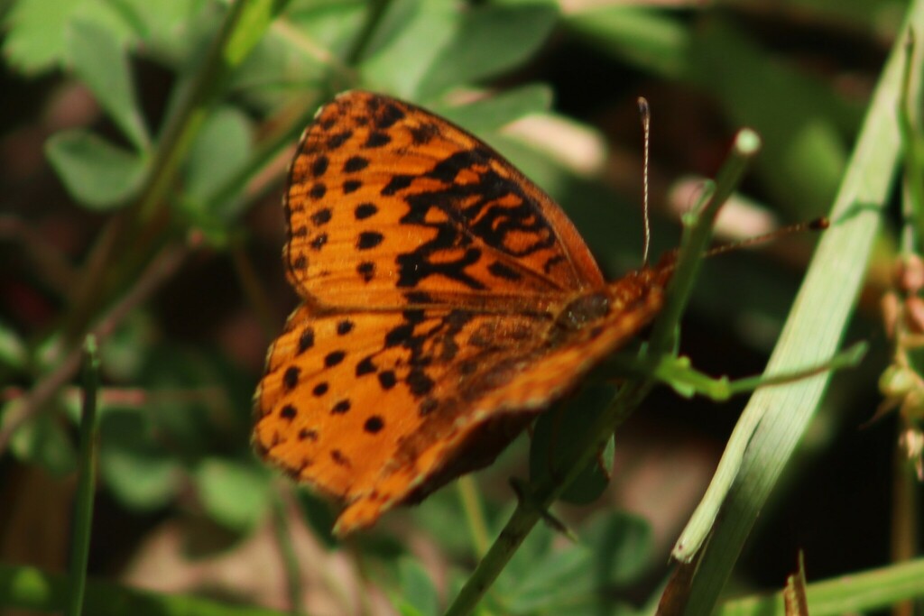Meadow Fritillary from Clarion County, PA, USA on June 27, 2024 at 09: ...