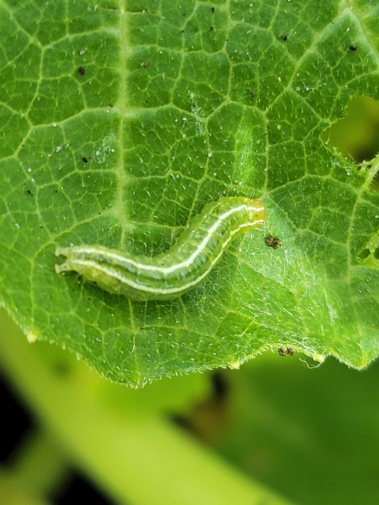 Cucumber Moth from Palm Coast, FL, USA on June 27, 2024 at 02:55 PM by ...