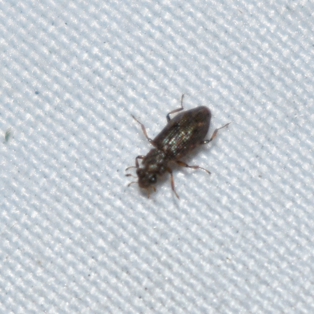 Hydrochus in June 2024 by Cyrus Allen · iNaturalist