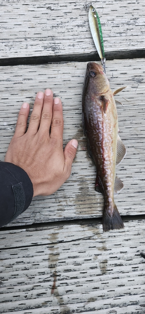 Pacific Cod from Kenai Peninsula County, US-AK, US on June 24, 2024 at ...