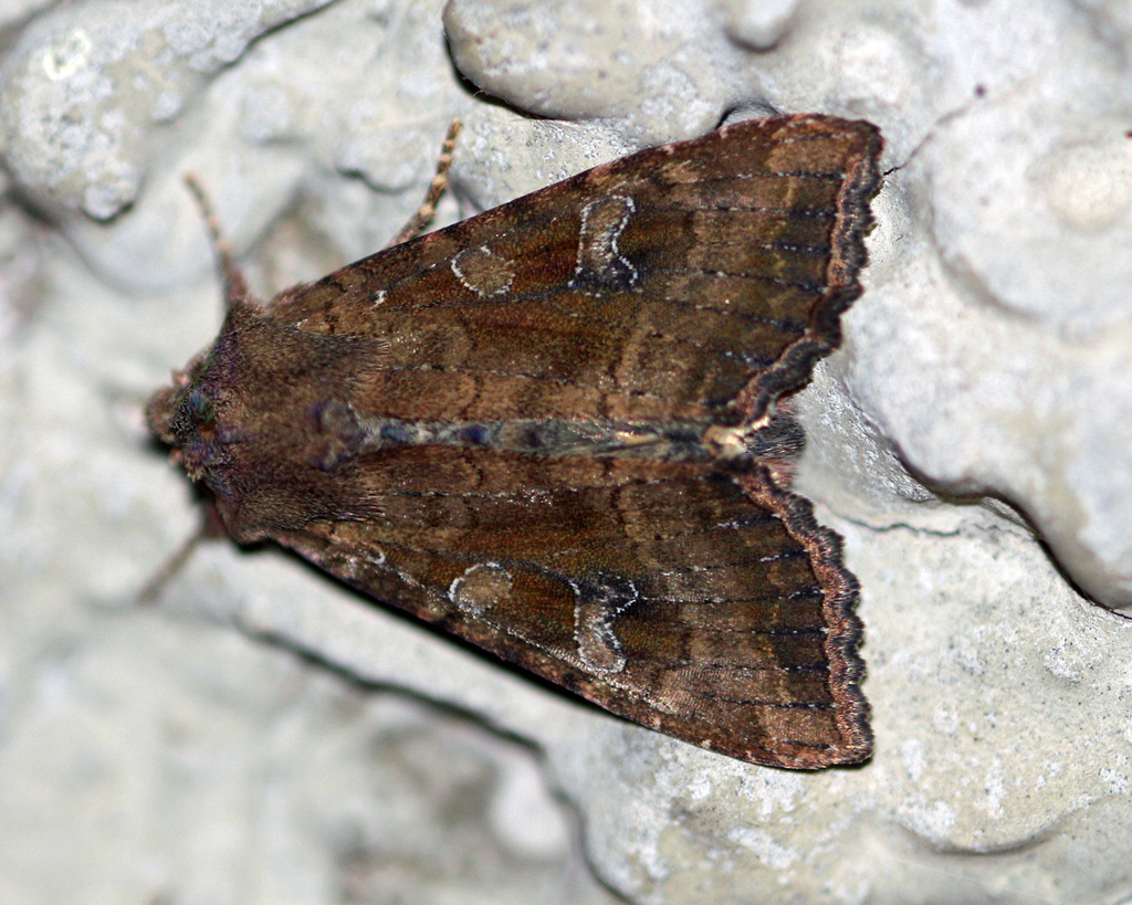 Veiled Ear Moth in June 2024 by thyger · iNaturalist