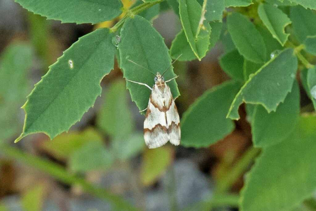 Rufous-banded Crambid Moth from Lancaster County, NE, USA on June 26 ...
