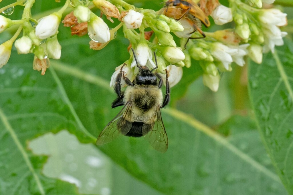 Common Eastern Bumble Bee from Lancaster County, NE, USA on June 26 ...