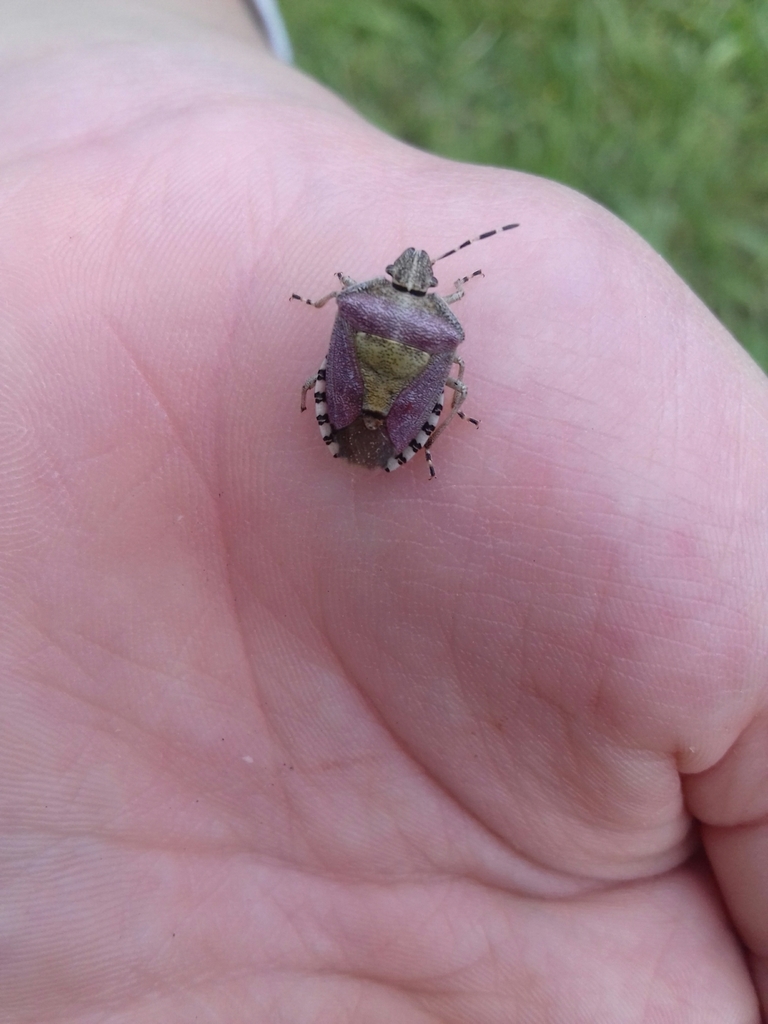 Sloe Bug from 04110 Reillanne, France on May 26, 2019 at 03:17 PM by ...