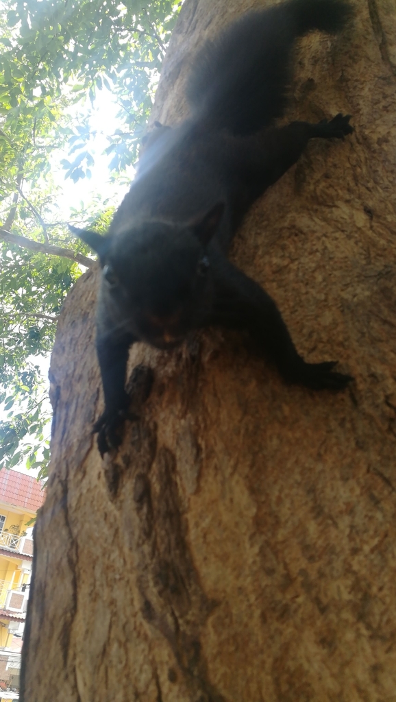 Variegated Squirrel from Santa Clara, Dolega, Panamá on May 26, 2019 at ...