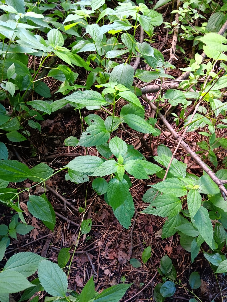 false nettle from Winfield, IL 60190, USA on June 27, 2024 at 04:43 PM ...