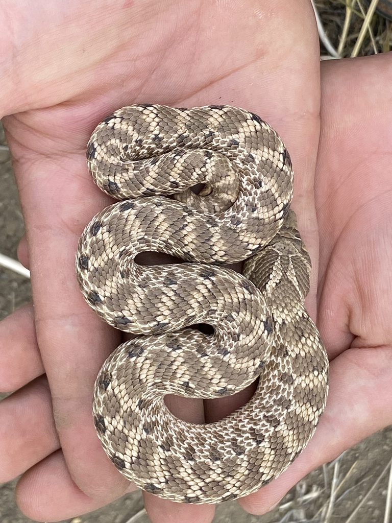 Mexican Hognose Snake in June 2024 by crtellez · iNaturalist
