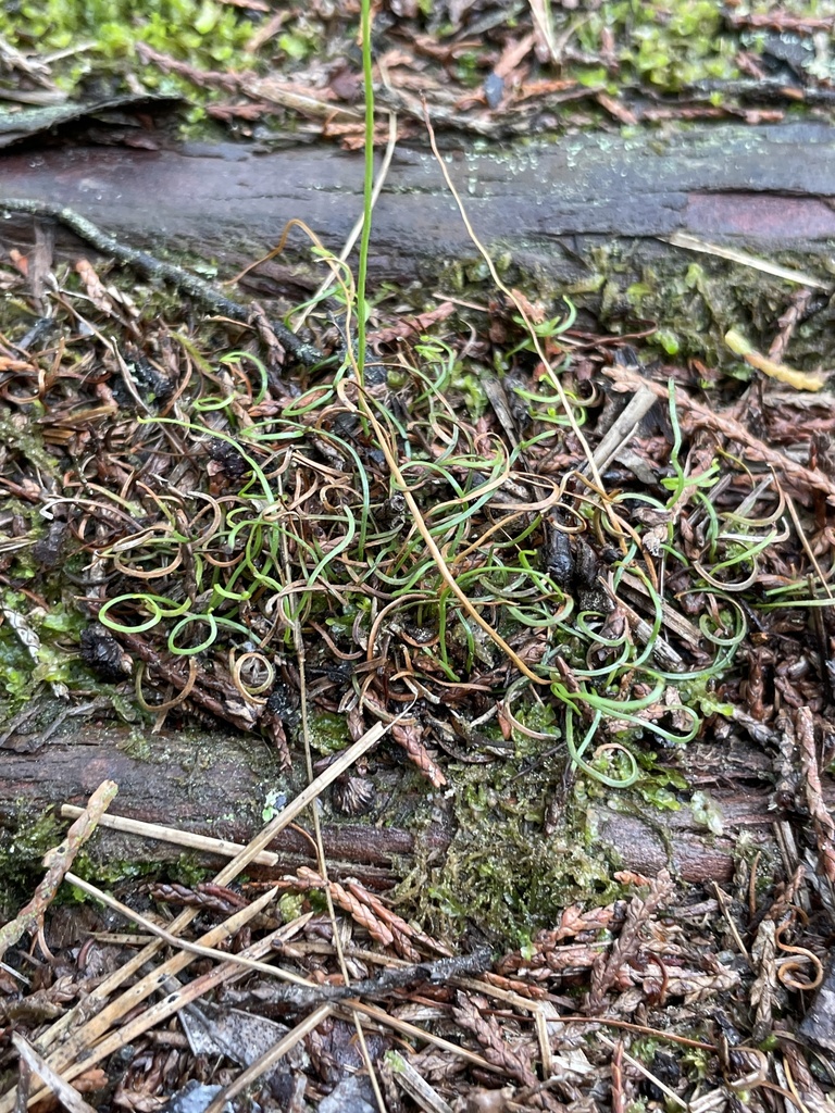 curly grass fern in June 2024 by yellowblazer · iNaturalist