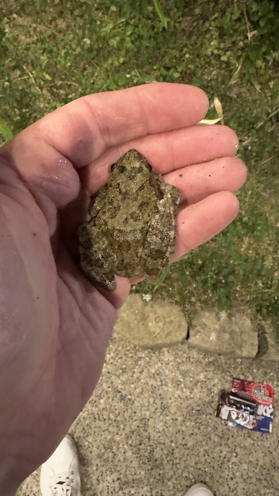 Kajika Frog from Honshu, Shirakawa, Gifu, JP on June 27, 2024 at 07:48 ...