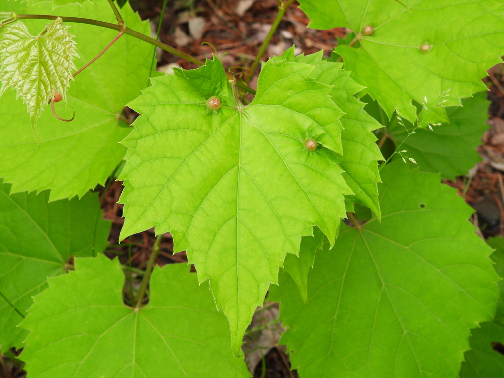 Grape Tumid Gallmaker Midge from Simcoe County, ON, Canada on June 26 ...