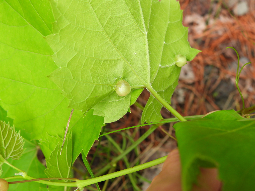 Grape Tumid Gallmaker Midge from Simcoe County, ON, Canada on June 26 ...