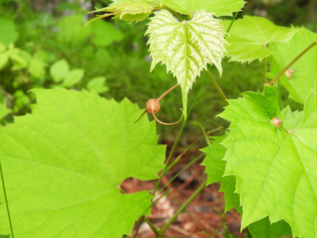 Grape Tumid Gallmaker Midge from Simcoe County, ON, Canada on June 26 ...