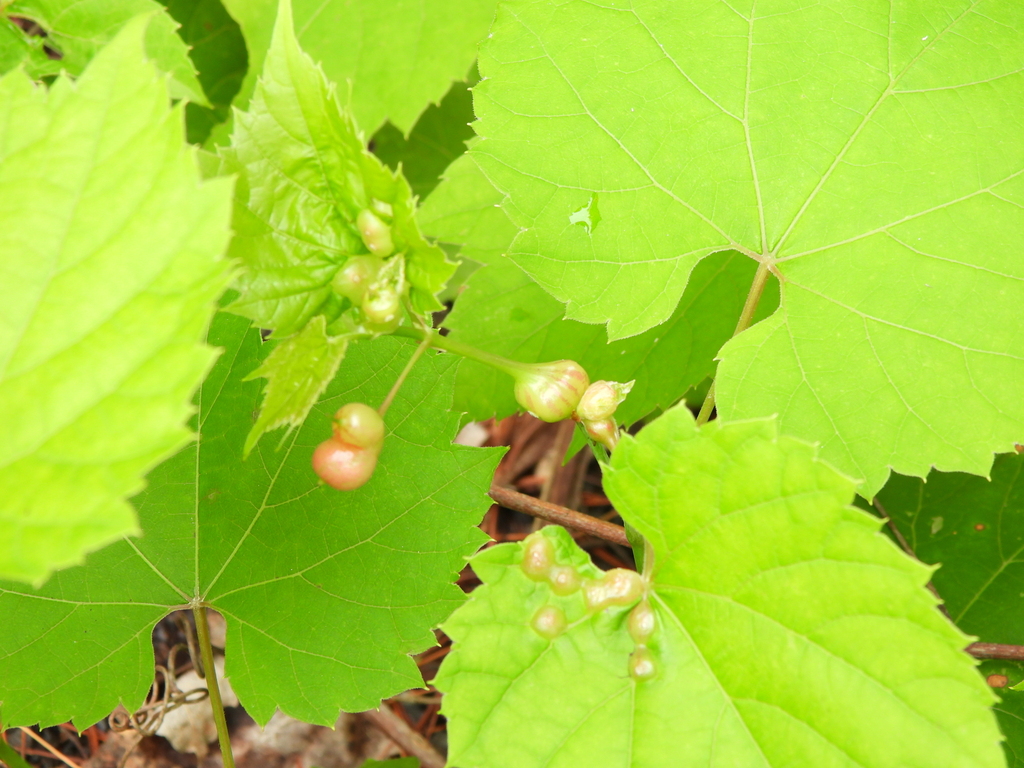 Grape Tumid Gallmaker Midge from Simcoe County, ON, Canada on June 26 ...