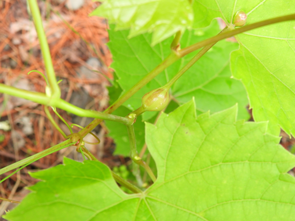 Grape Tumid Gallmaker Midge from Simcoe County, ON, Canada on June 26 ...