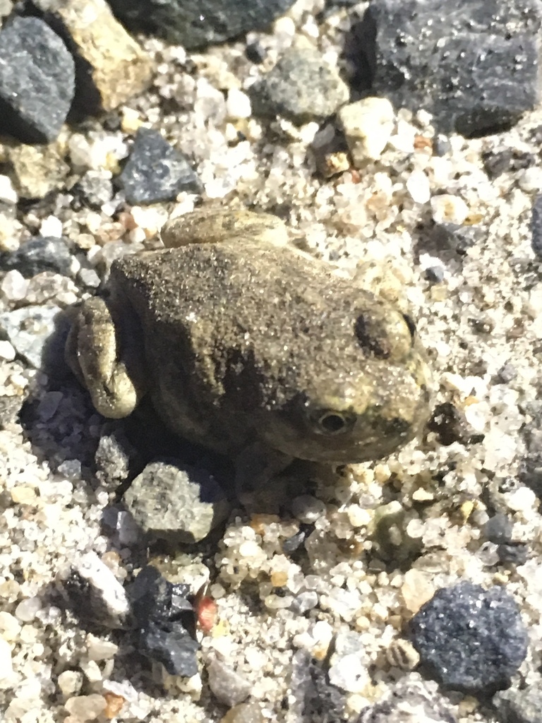 Western Spadefoot in May 2019 by jimtietz · iNaturalist