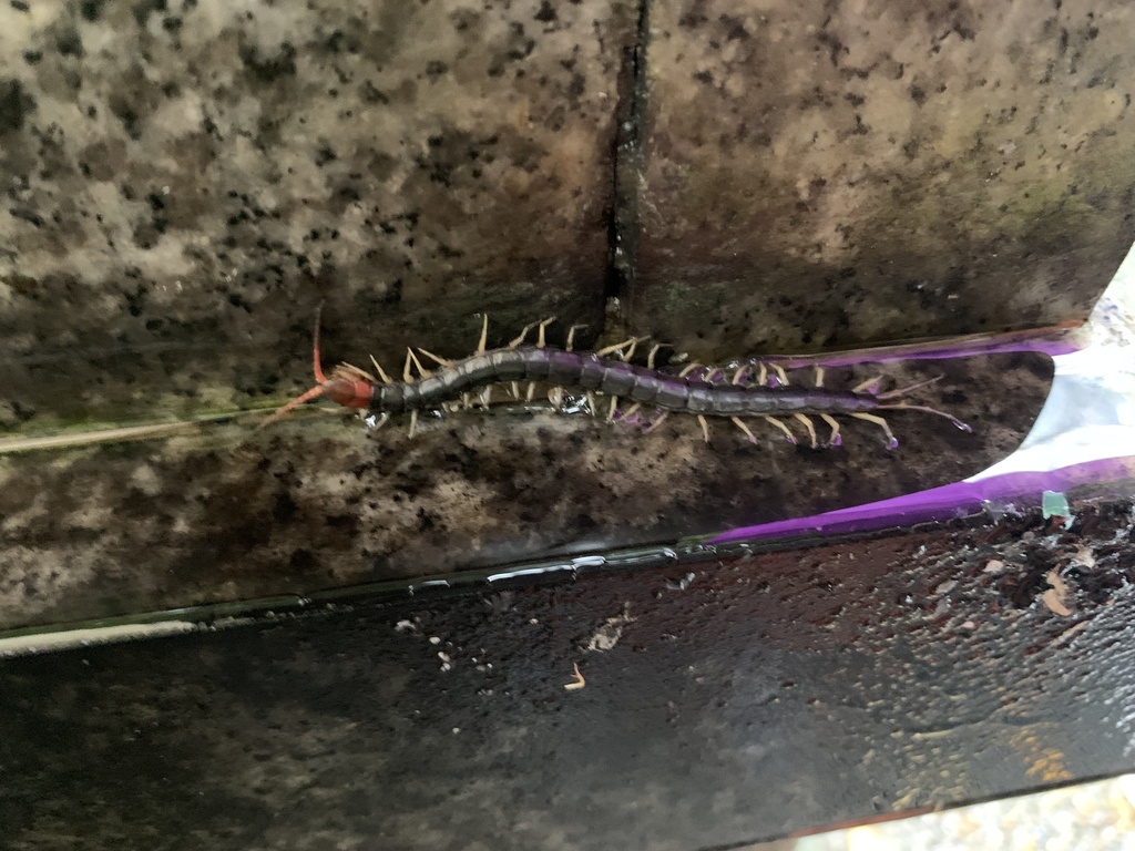 Chinese Red-headed Centipede from Honshu, Kyoto, Kyoto, JP on June 28 ...