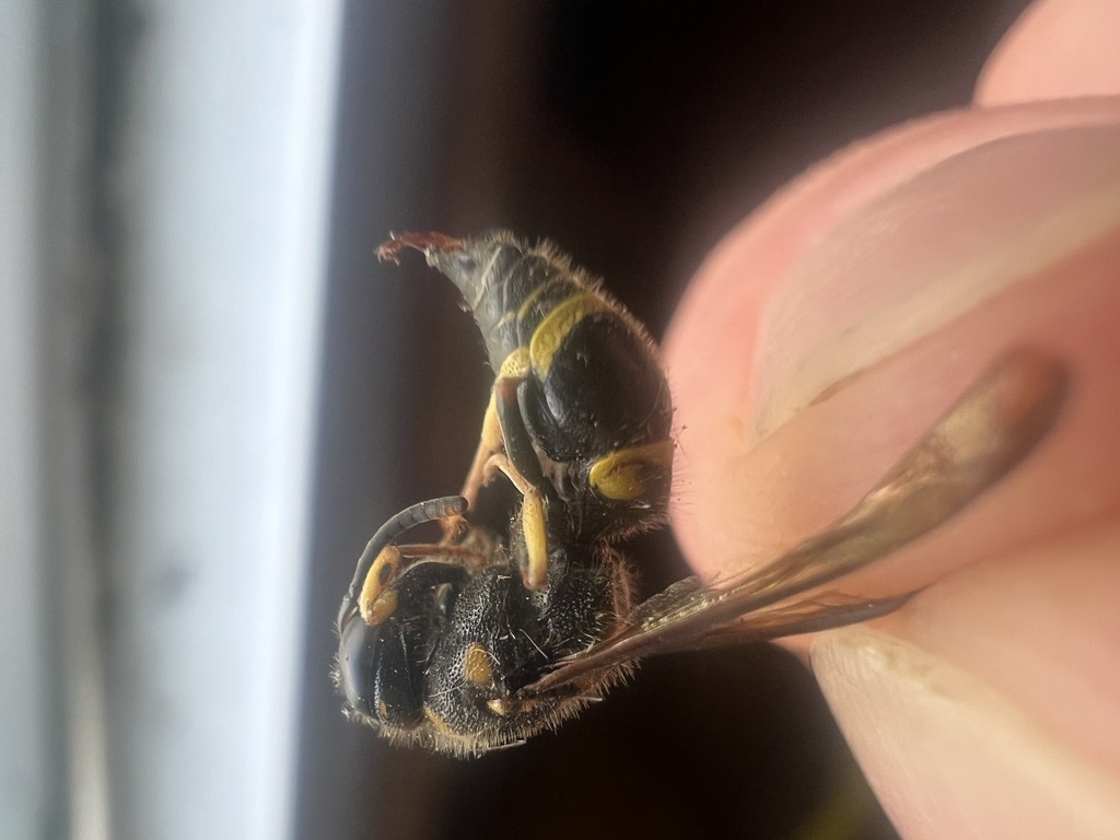 Smiling Mason Wasp in June 2024 by Kyle Klotz · iNaturalist