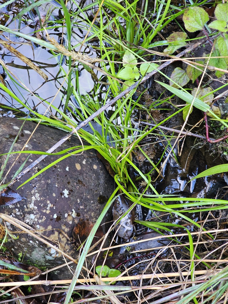 Floating Bur-reed in June 2024 by Luis Webber · iNaturalist