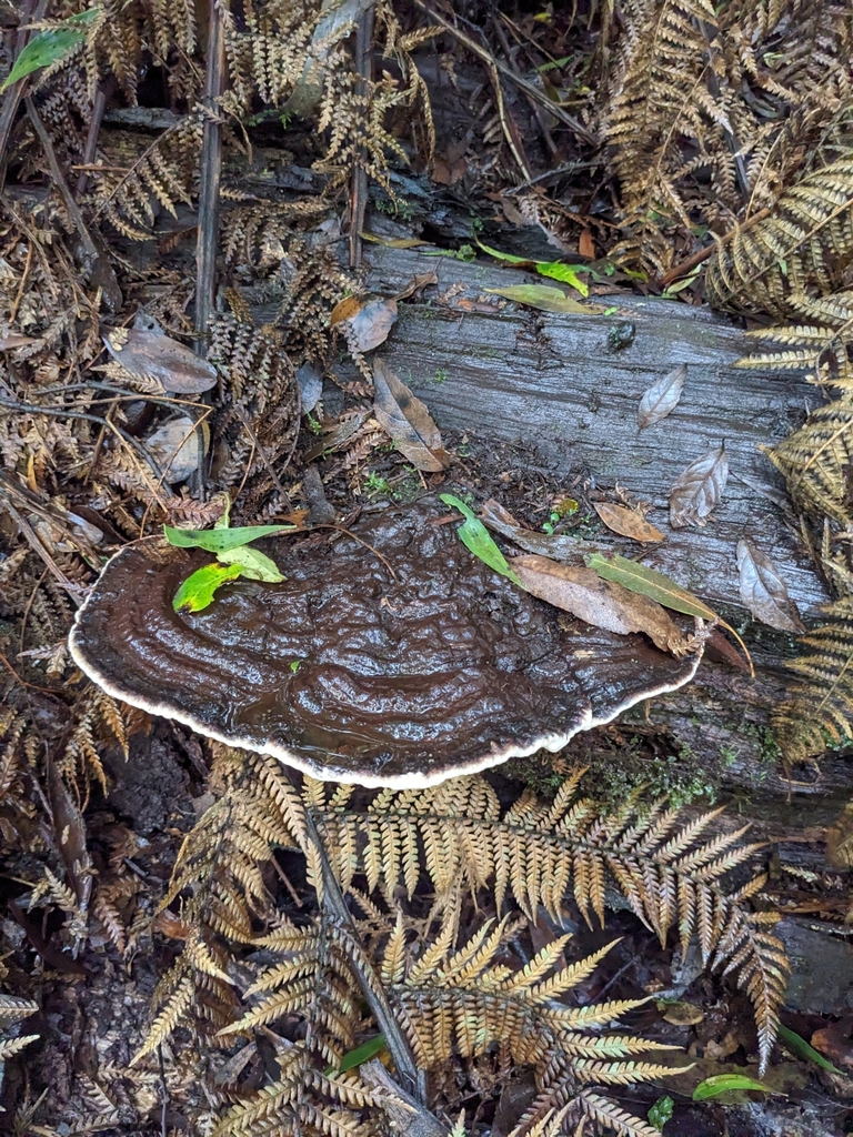 southern bracket from Noojee VIC 3833, Australia on June 27, 2024 at 12 ...