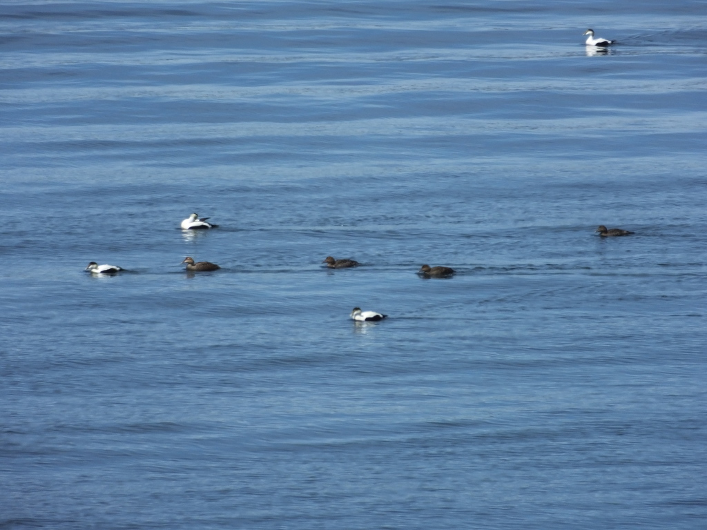 Common Eider from Halifax Regional Municipality, NS, Canada on April 26 ...