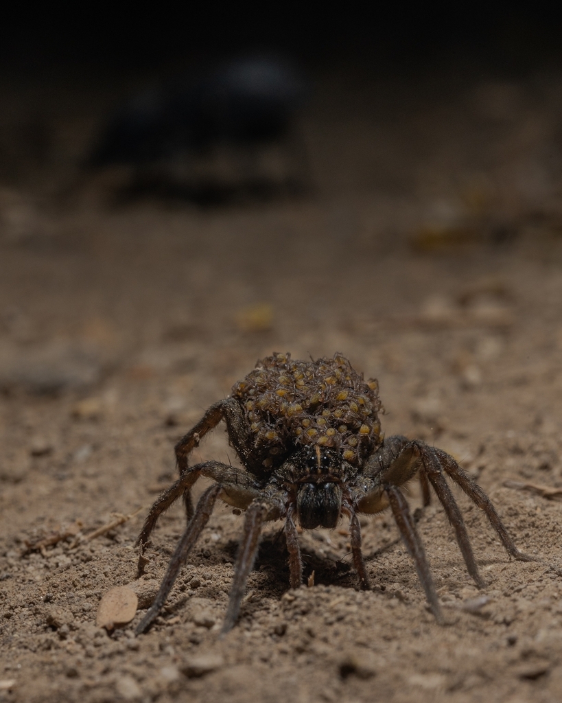 Wolf Spiders from Fraccionamiento Antares, 23085 La Paz, B.C.S., México ...