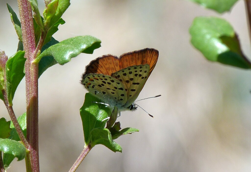 Gorgon Copper from Del Norte County, CA, USA on June 24, 2024 at 02:56 ...