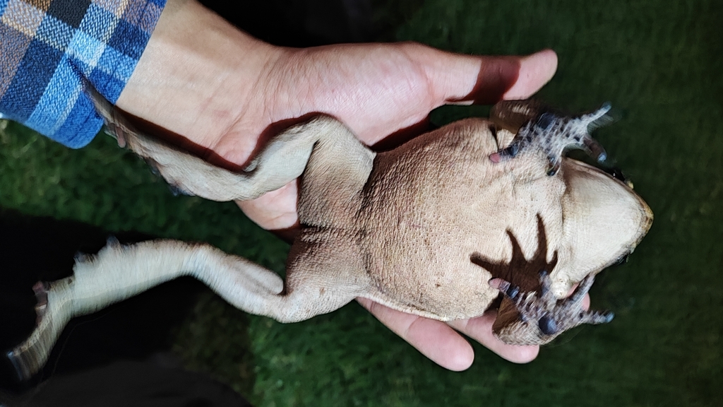 Giant Toad from Los Veleros, 45730 Villa Corona, Jal., México on June ...