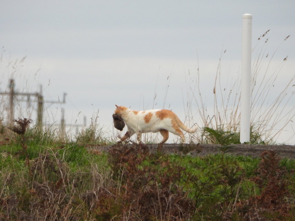 Domestic Cat from Cudgee VIC 3265, Australia on June 28, 2024 at 02:59 ...