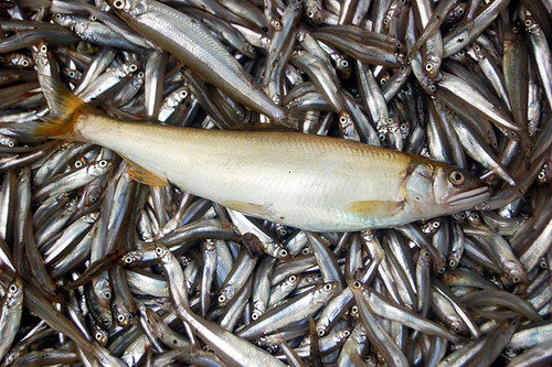 helios-'s Identifications · iNaturalist