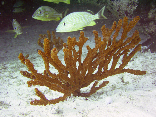 Demosponja (Ptilocaulis walpersi)