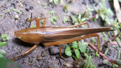Bucrates lanista · iNaturalist Mexico
