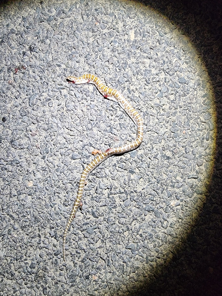 Glossy Snake from Flagstaff, AZ 86004, USA on June 27, 2024 at 11:34 PM ...
