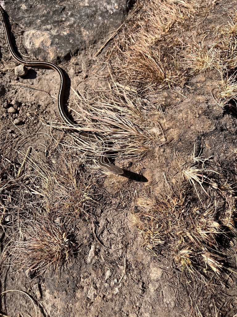 African Grass Lizards from Okhahlamba, Bergville, KZN, ZA on June 28 ...