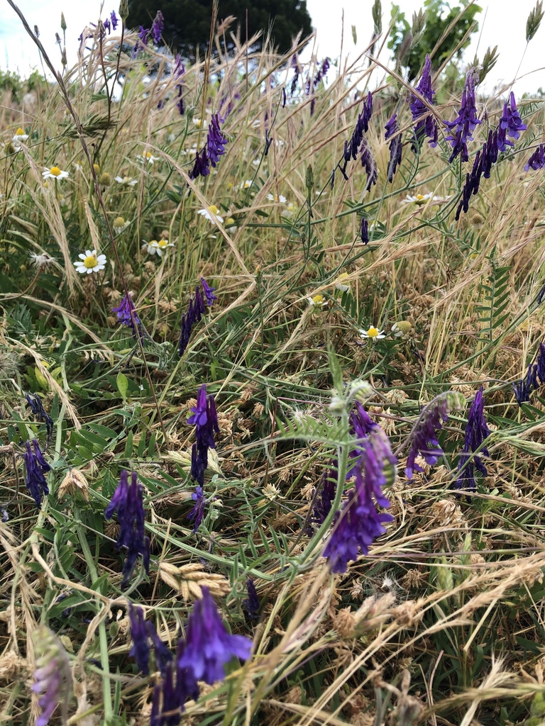 tufted vetch from Chemin de la Galante, Le Cannet-des-Maures, Provence ...