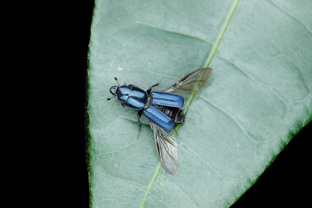 Syntelia from 中国河南省南阳市 on June 20, 2024 at 05:16 PM by Xiao Geigei ...