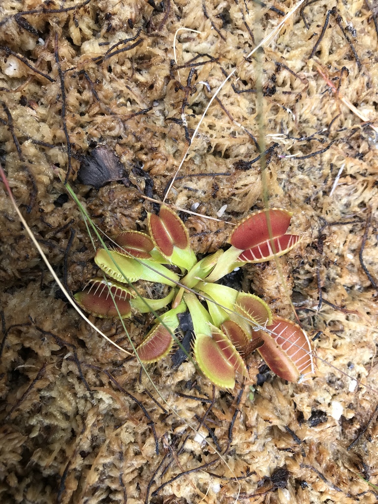Venus flytrap in April 2019 by Paul Mitchell · iNaturalist