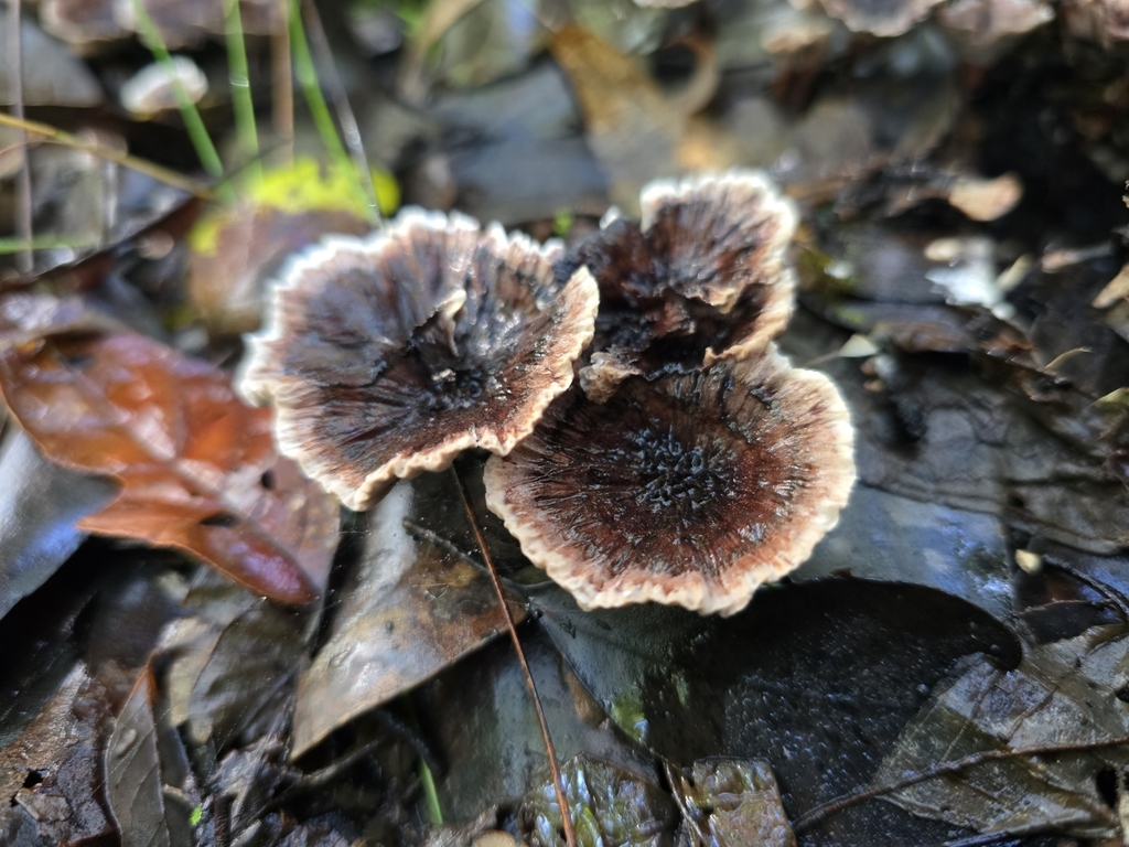 Thelephorales from Meerup WA 6262, Australia on June 28, 2024 at 01:28 ...