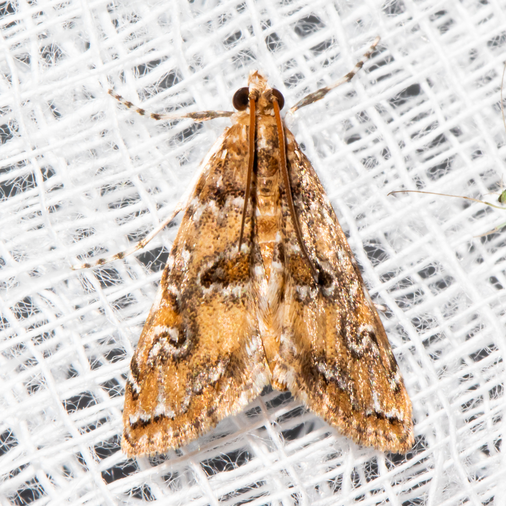 Waterlily Borer Moth from Patuxent Research Refuge, Anne Arundel ...