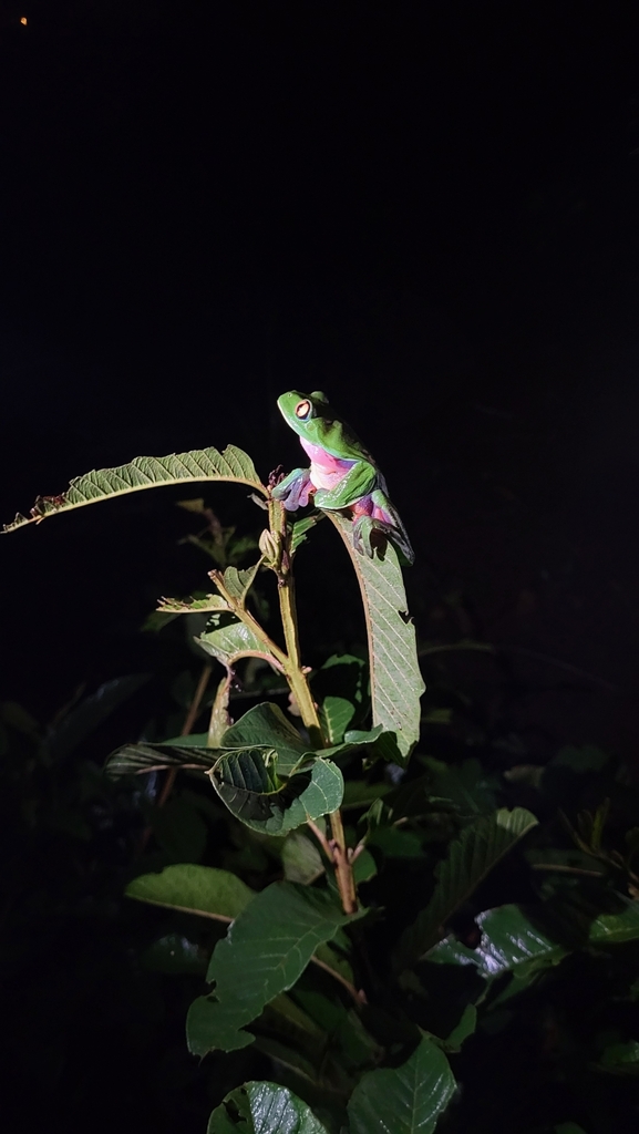 Blue-sided Tree Frog in June 2024 by Orapaz · iNaturalist